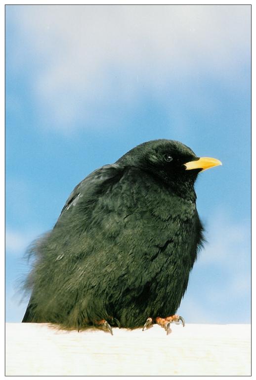 fotoalbum/Natur/Tiere/bergdohle